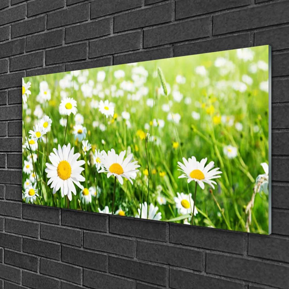 Obraz na skle Sedmikráska Květ Rostlina 120x60 cm