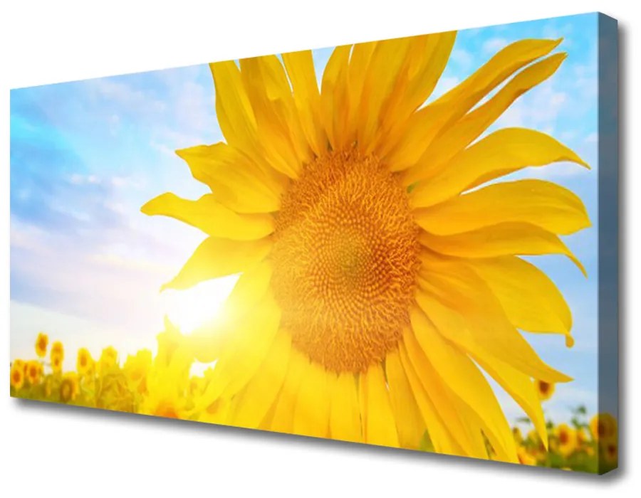 Obraz na plátně Slunečnice Květ Slunce 100x50 cm