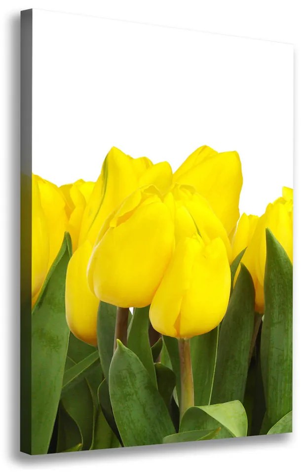 Wallmuralia Foto obraz na plátně Žluté tulipány 70x100 cm