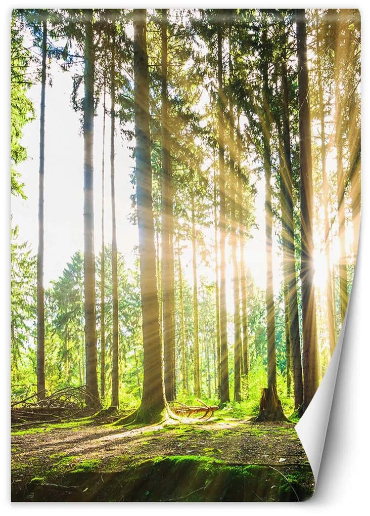 Gario Fototapeta Odpolední slunce v lese Materiál: Vliesová, Rozměry: 100 x 140 cm
