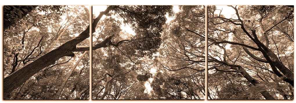 Obraz na plátně - Zelené stromy v lese - panoráma 5194FC (120x40 cm)