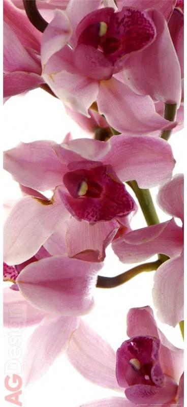 Fototapeta vliesová jednodílná Orchidej