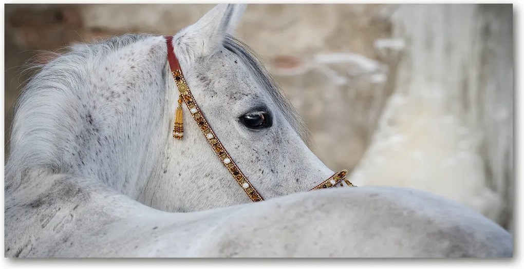 Foto obraz akrylový Bílý arabský kůň