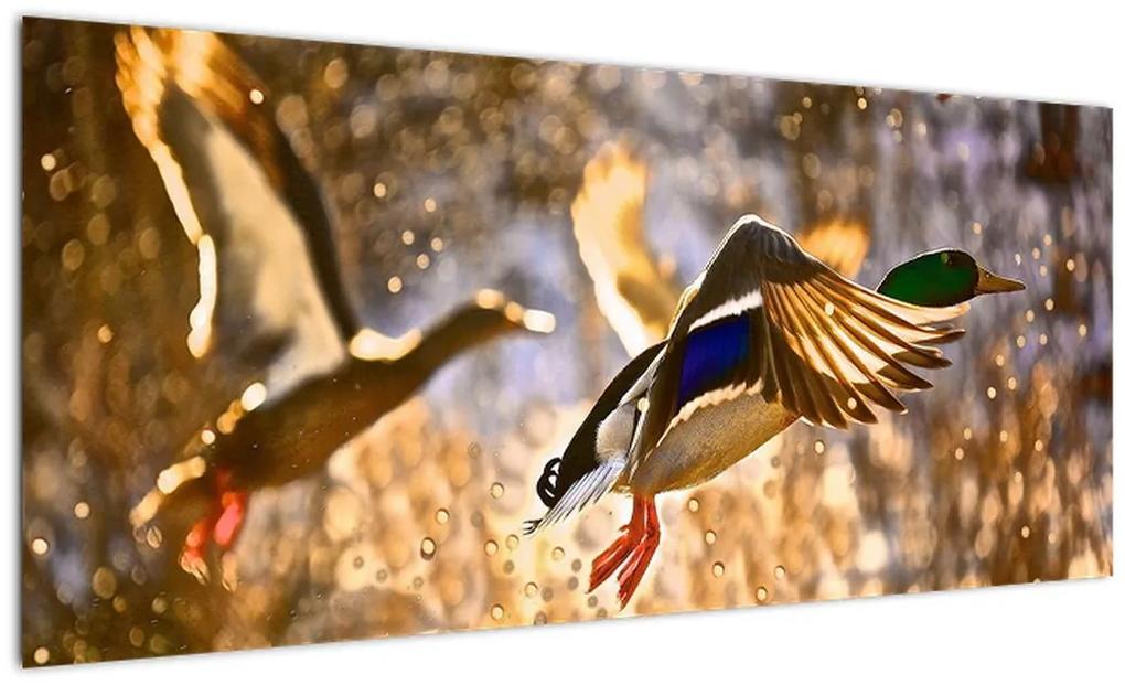 Letící kachny - obraz (100x40cm)