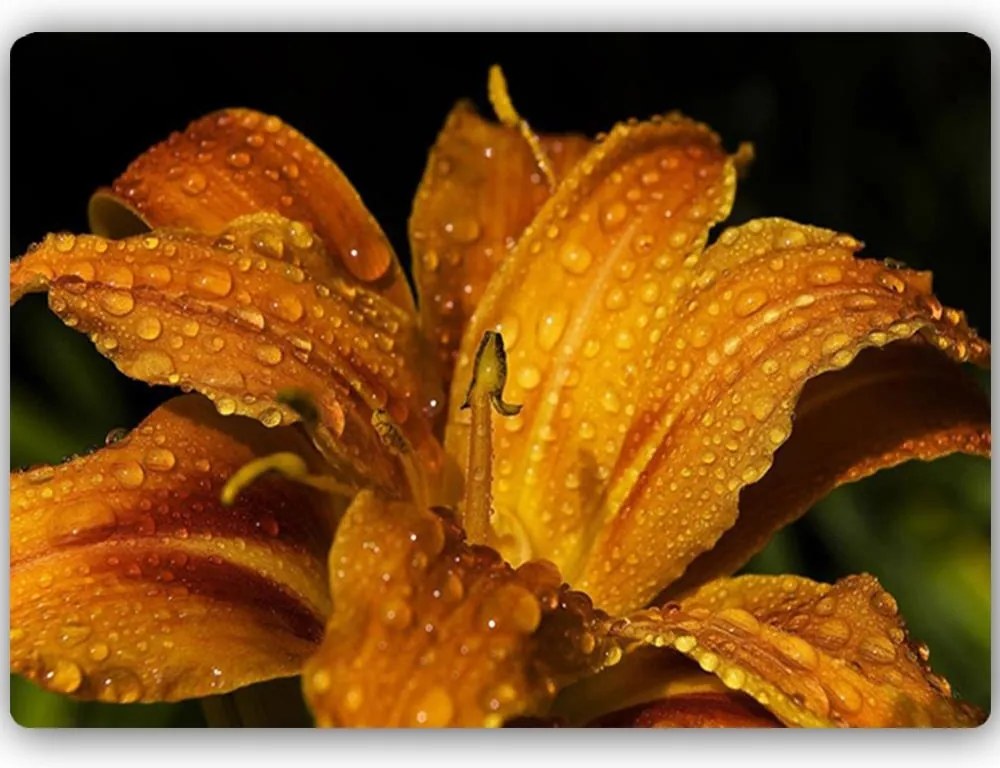 CARO Kovový obraz - Yellow Lily 60x40 cm