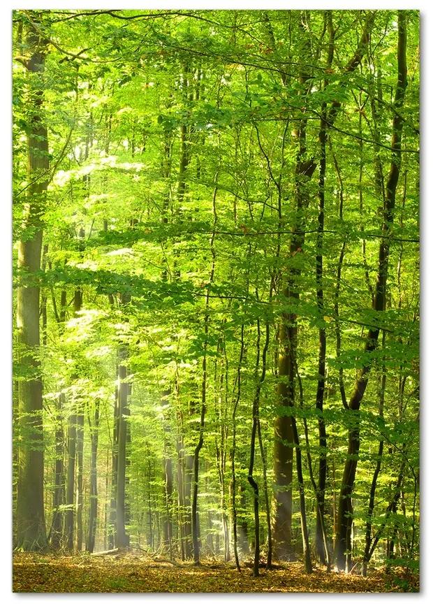Wallmuralia Foto obraz akrylový na stěnu Bukový les 70x100 cm