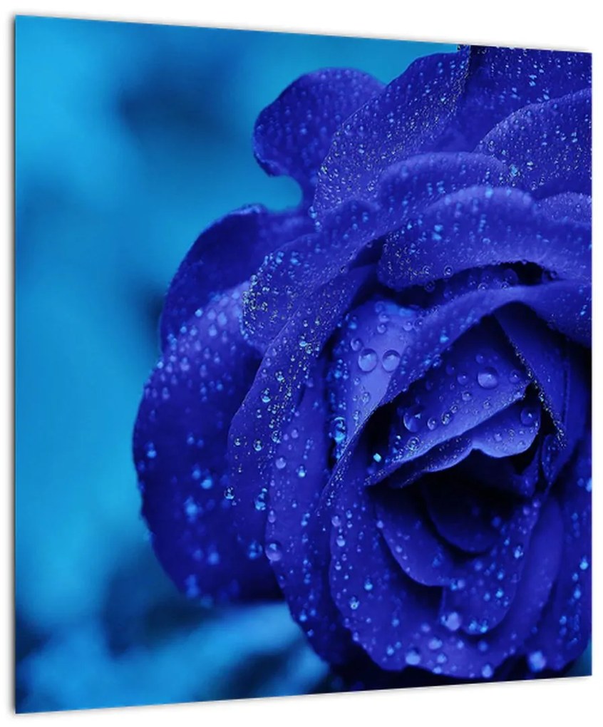 Obraz modré růže (40x40 cm), 40 dalších rozměrů