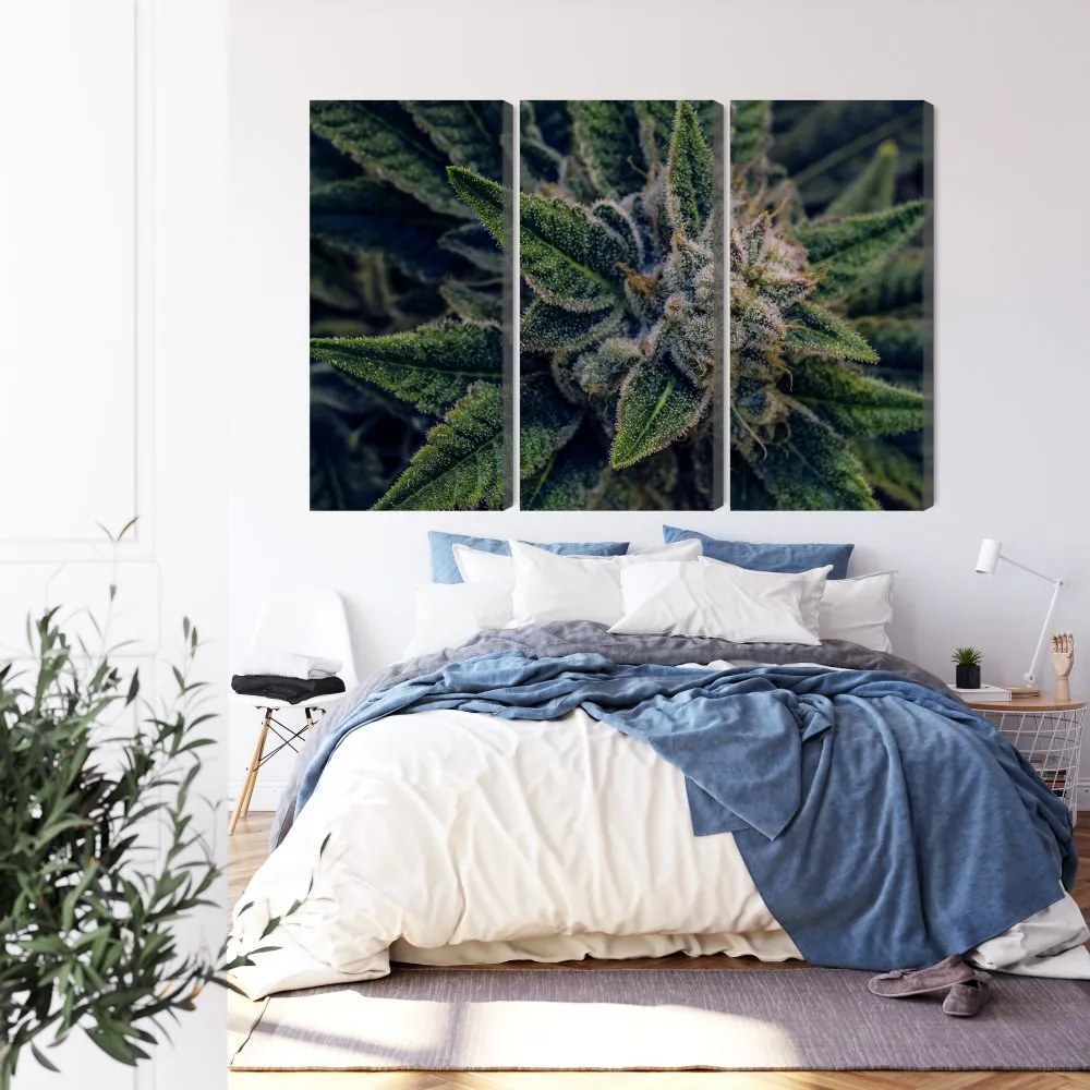 Vícedílný obraz Rostlina Konopí Zblízka Nedostatek Nedostatek Plátno Canvas 150x100