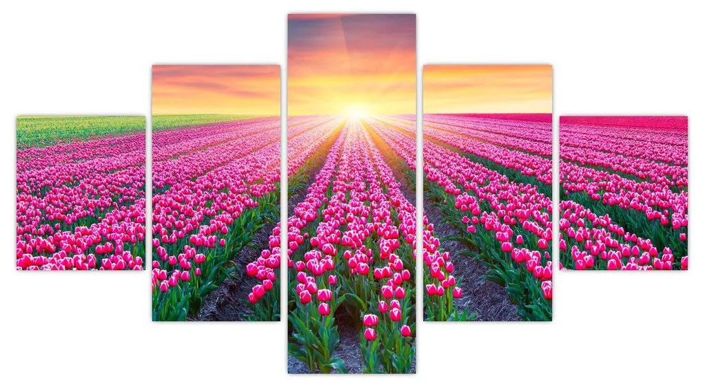 Obraz pole tulipánů se sluncem (125x70 cm)