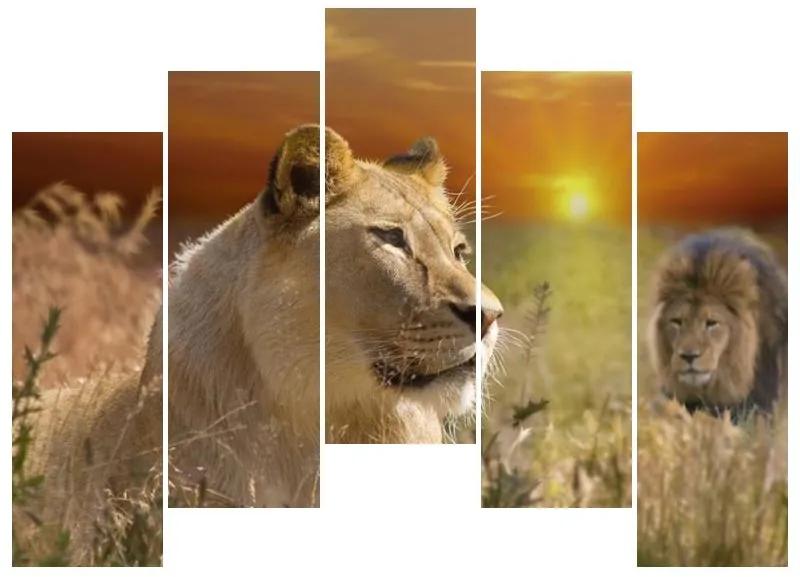 Obraz lvice (125x90 cm), 40 dalších rozměrů