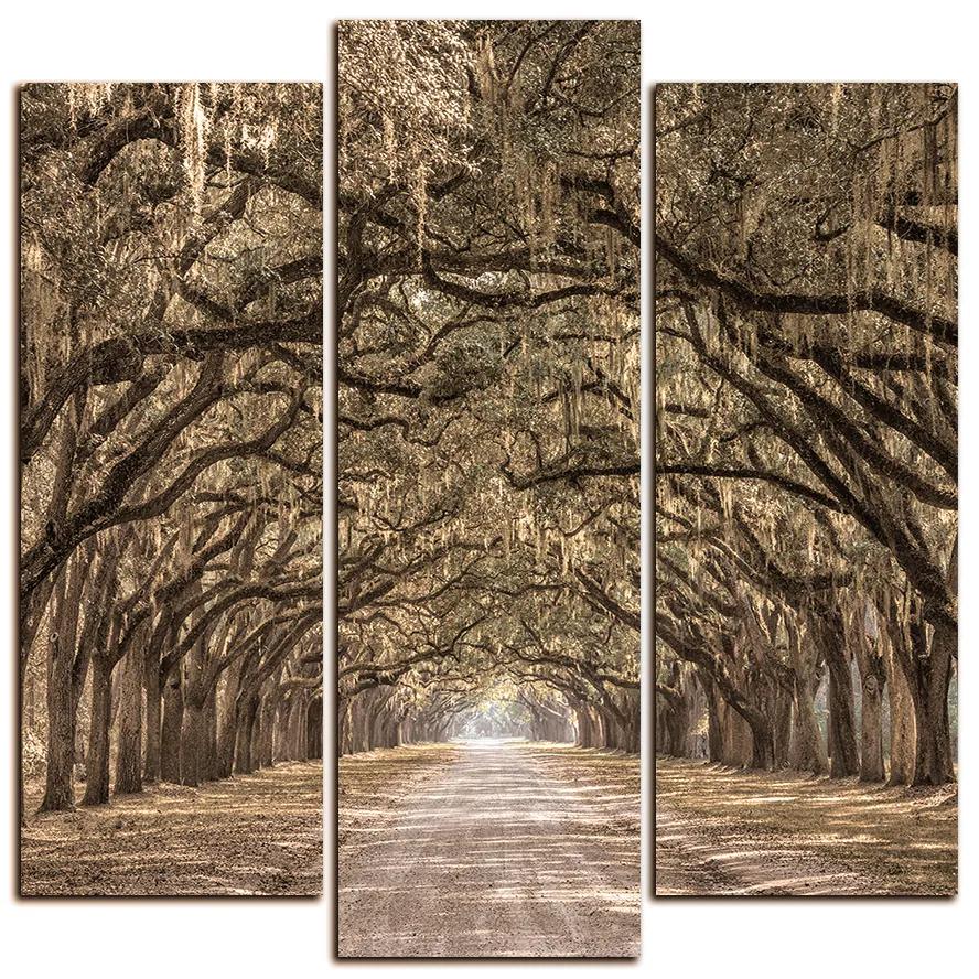 Obraz na plátně - Historické dubové stromy lemované polní cestou - čtverec 3239FC (105x105 cm)
