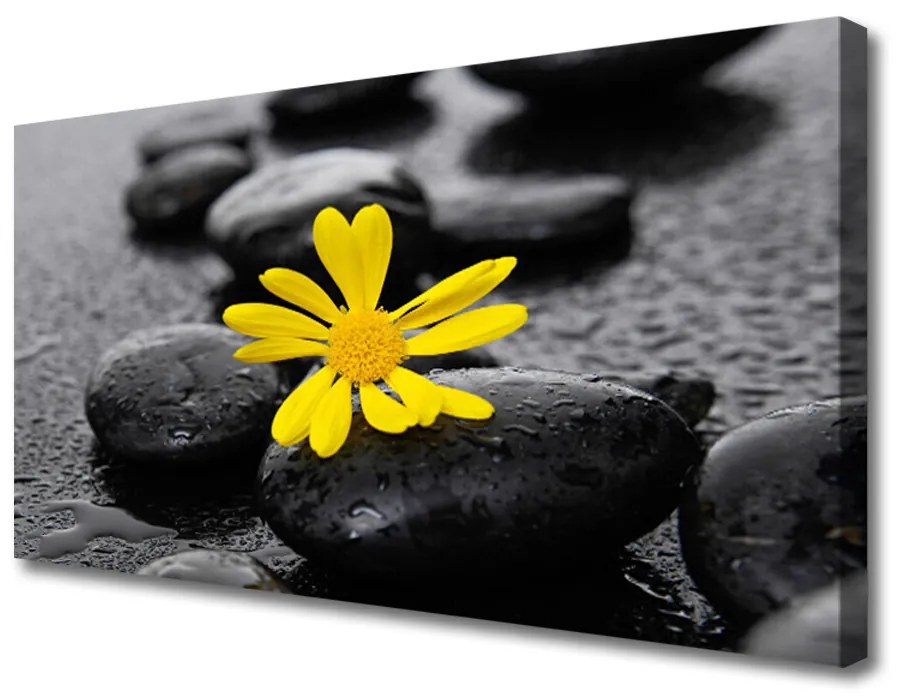 Obraz na plátně Květ Kameny Rostlina Lázně 100x50 cm