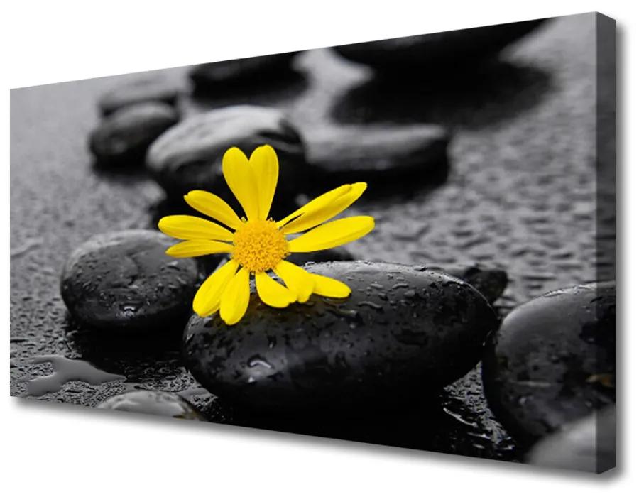 Obraz na plátně Květ Kameny Rostlina Lázně 120x60 cm