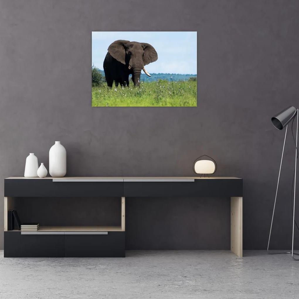 Obraz slona (70x50 cm)