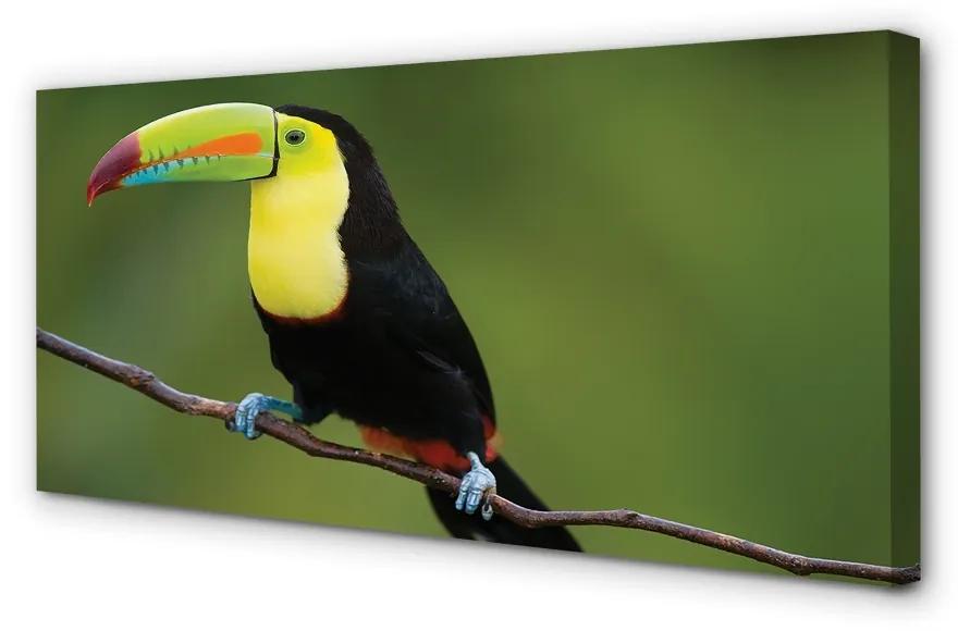 Obrazy na plátně Barevné papoušek na větvi 120x60 cm