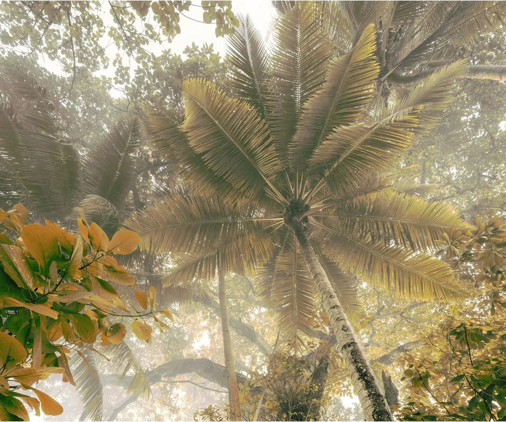 Komar Vliesová fototapeta Palms Panorama 300 x 250 cm