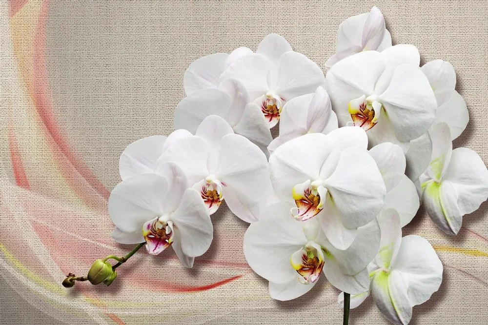 Samolepící tapeta bílá orchidej na plátně - 375x250 cm