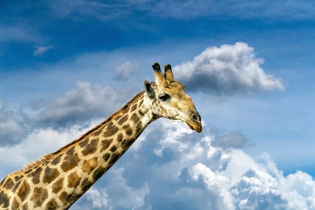 DIMEX | Samolepicí vliesová fototapeta na zeď Žirafa MA-5-0448 | 375 x 250 cm | modrá, béžová, žlutá, hnědá
