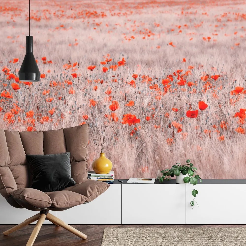 Fototapeta Poppy Field Hladký vinyl 360x240