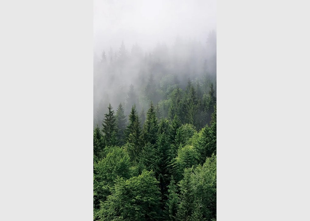 Vliesová fototapeta na zed' Vrcholky Stromů v Mlze | 150 x 270 cm | DFT2P2543