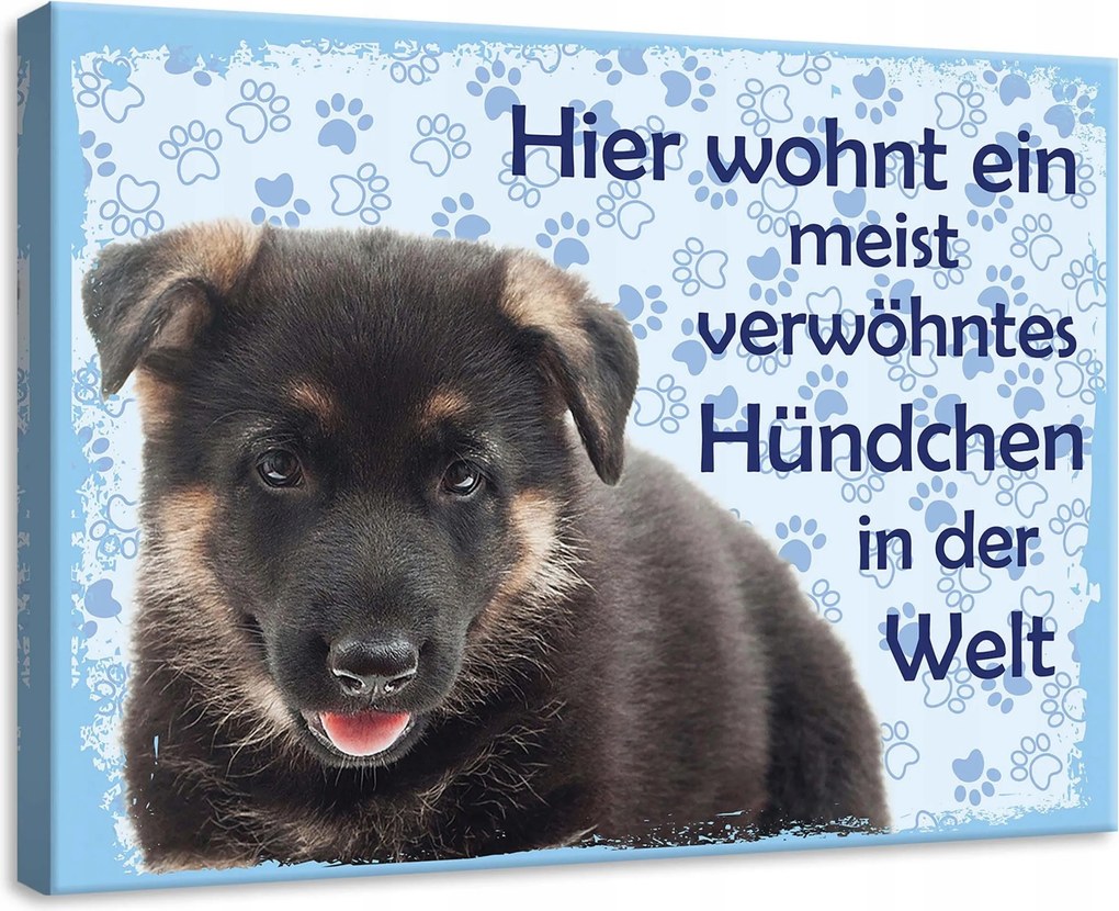 Obraz 70x50 Štěňátko německý ovčák roztomilý mazlíček stopy tlapky pejsek