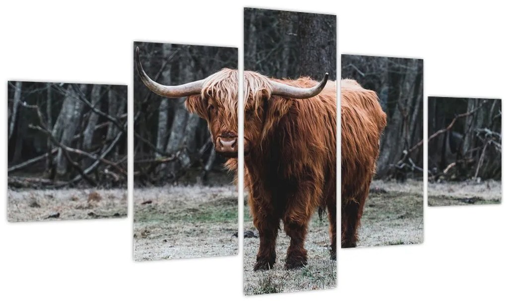 Obraz - Skotská kráva 2 (125x70 cm)
