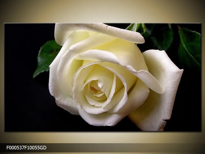 Obraz bílé růže (), 40 dalších rozměrů