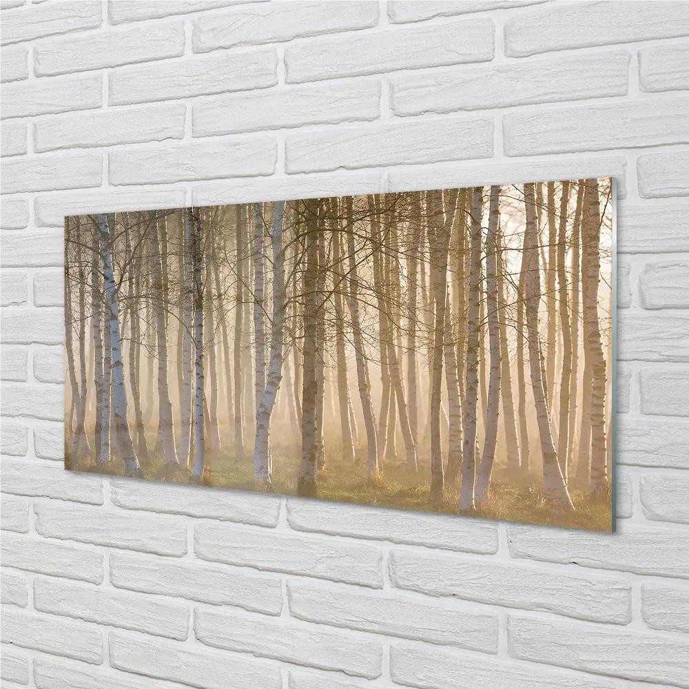 akrylový obraz Sunrise strom les 100x50 cm