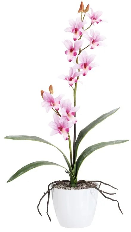 Orchidej Dendrobie Gasper (bez.květináče), růžová, 2 stonky, 60 cm