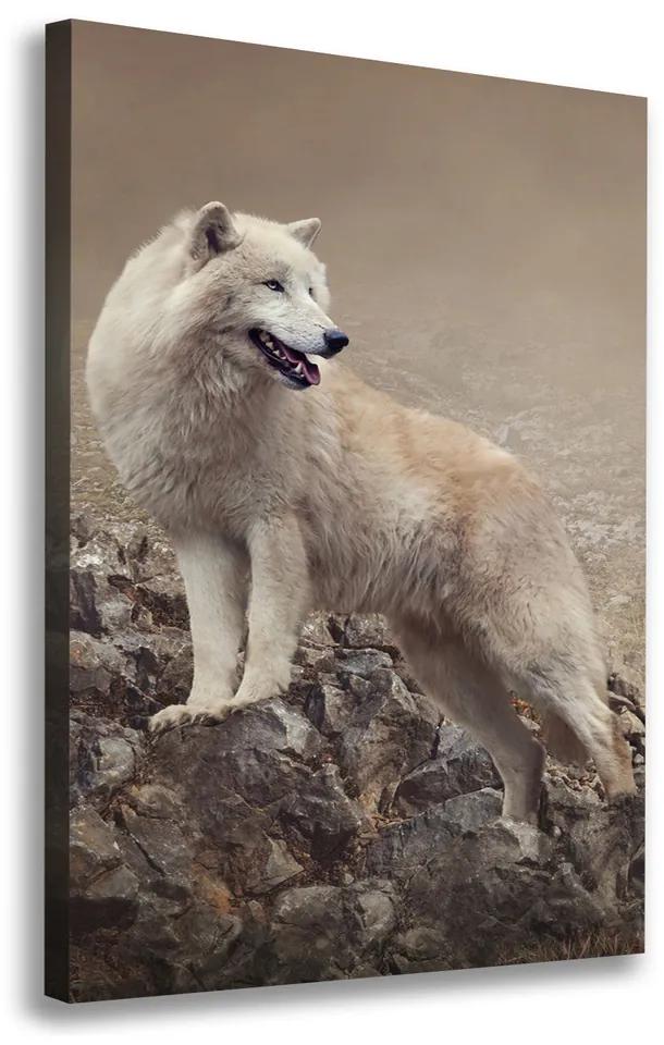 Wallmuralia Foto obraz canvas Vlk na skále 70x100 cm