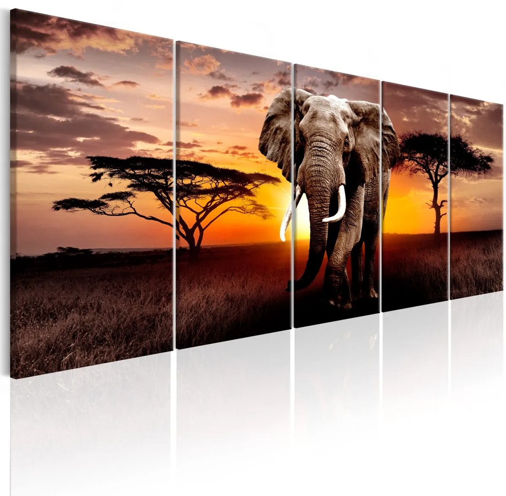 Pětidílný obraz - Slon v buši ll. Velikost: 225x90 cm
