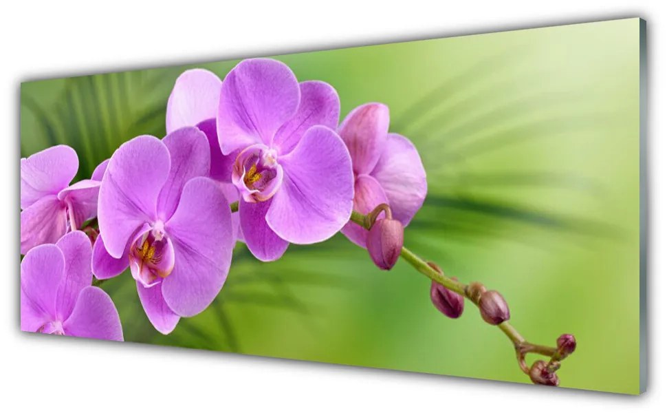 Plexisklo-obraz Vstavač Orchidej Květiny 125x50 cm