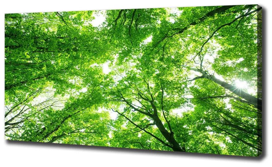 Wallmuralia Foto obraz na plátně Zelený les 140x70 cm