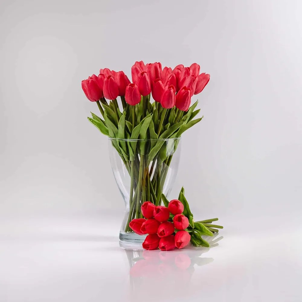 Rozkošný tulipán IVONA