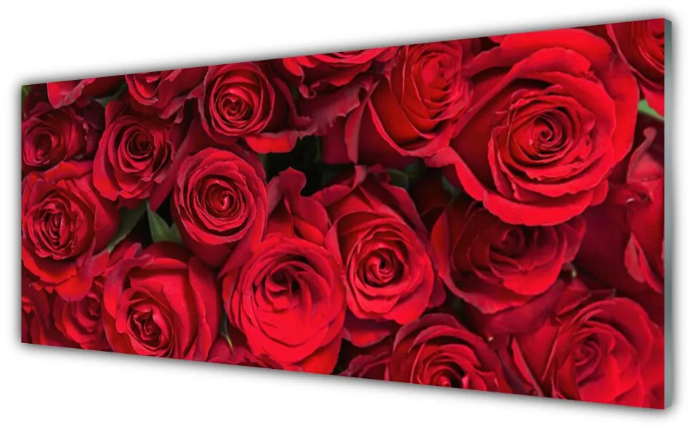 Plexisklo-obraz Červené Růže Květiny Příroda 125x50 cm