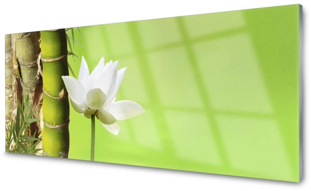 Plexisklo obraz Bambus Stonek Rostlina Příroda