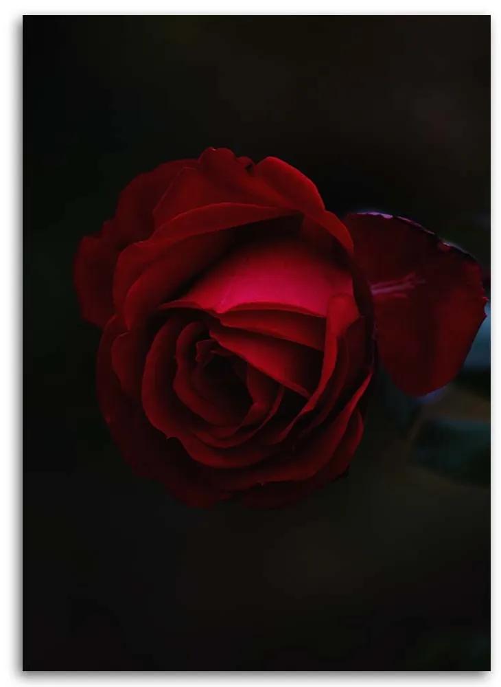Gario Obraz na plátně Růže na černém pozadí Rozměry: 40 x 60 cm