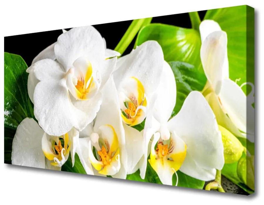 Obraz na plátně Orchidej Květiny Příroda 140x70 cm
