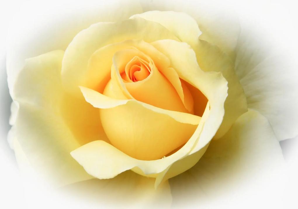 Fototapeta Žlutá květina vlies 416 x 254 cm