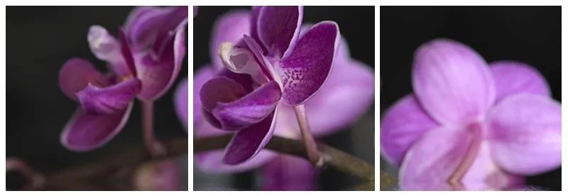 Obraz fialové květiny na hladině (90x30 cm), 40 dalších rozměrů