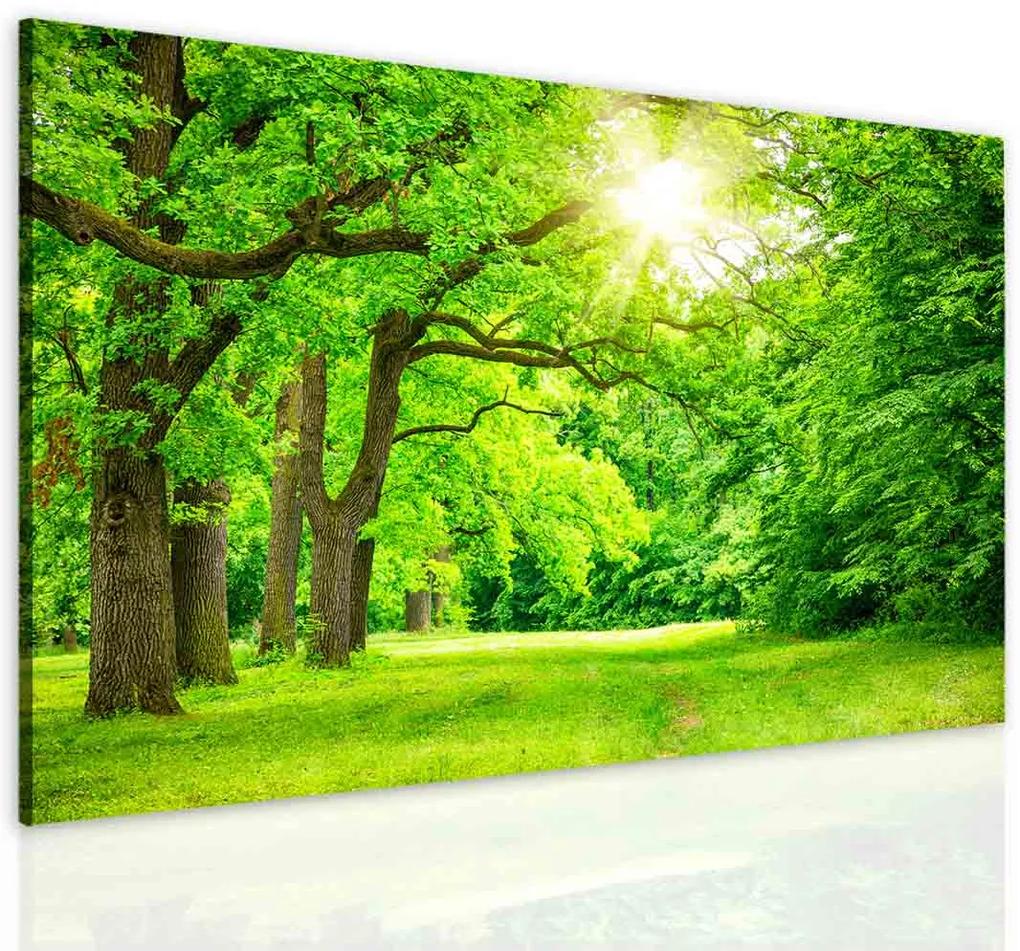 Obraz lesní mýtina Velikost (šířka x výška): 90x60 cm