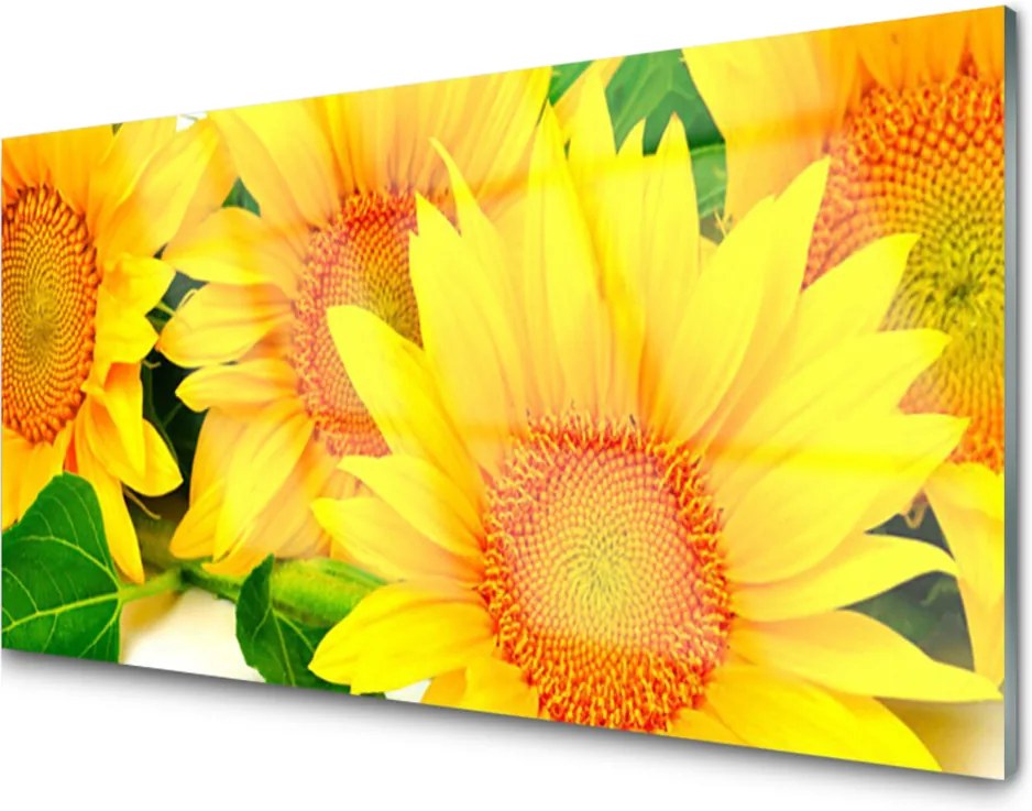 Plexisklo obraz Slunečnice Květ Příroda