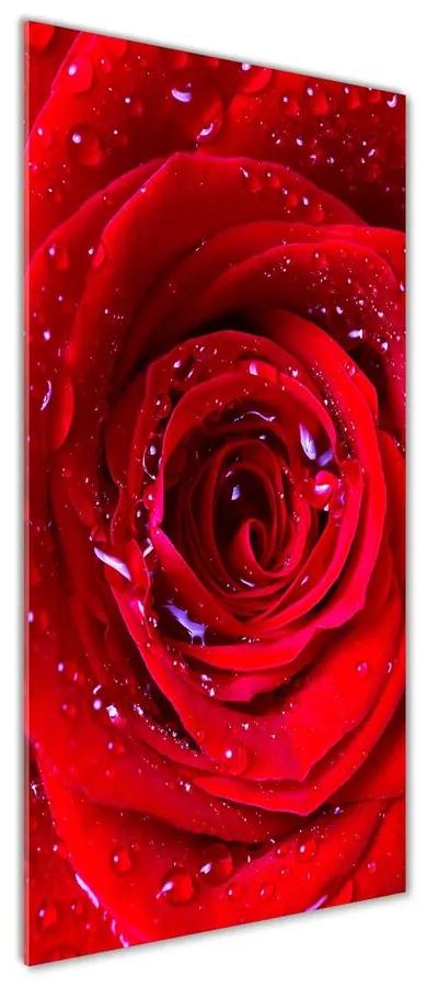 Wallmuralia Foto obraz sklo tvrzené Červená růže 50x125 cm