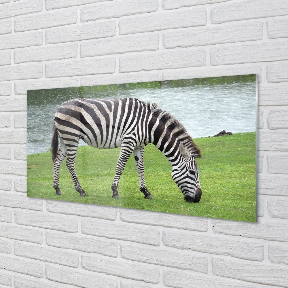 akrylový obraz zebra 100x50 cm