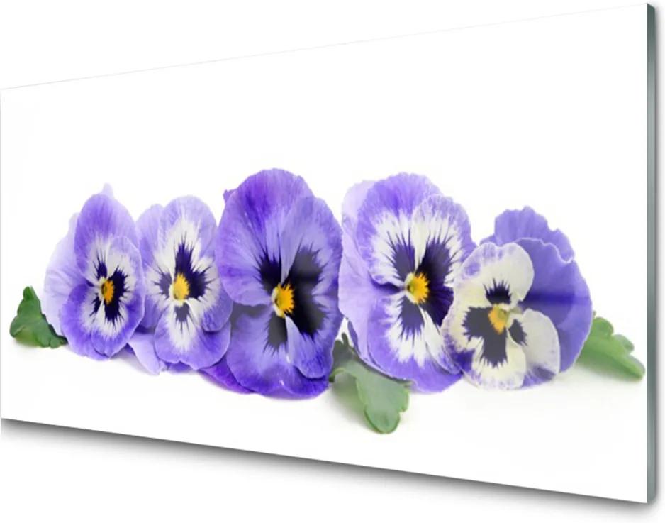 Plexisklo obraz Plátky Květ Macešky