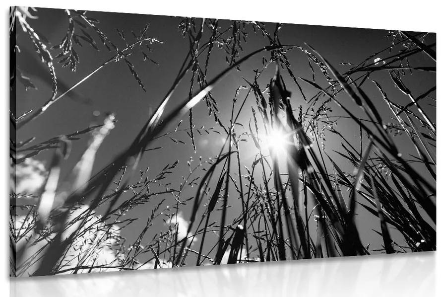 Obraz polní tráva v černobílém provedení Varianta: 120x80
