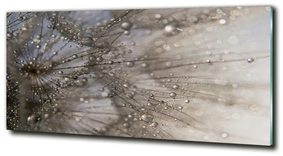 Wallmuralia Foto obraz sklo tvrzené Semeno pampelišky 125x50 cm