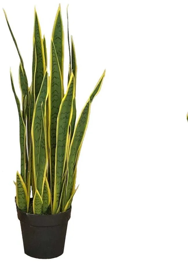 Hrnková rostlina - SANSEVIERIA
LAURENTII M