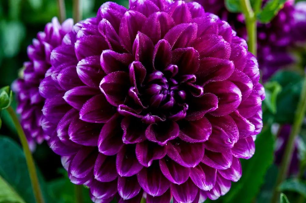 Samolepící fototapeta nádherný fialový květ