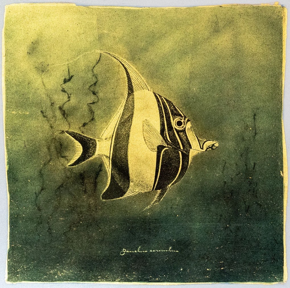 Zlatá rybka II - pigmentový tisk 7/30 - 36 x 36 cm / s rámem